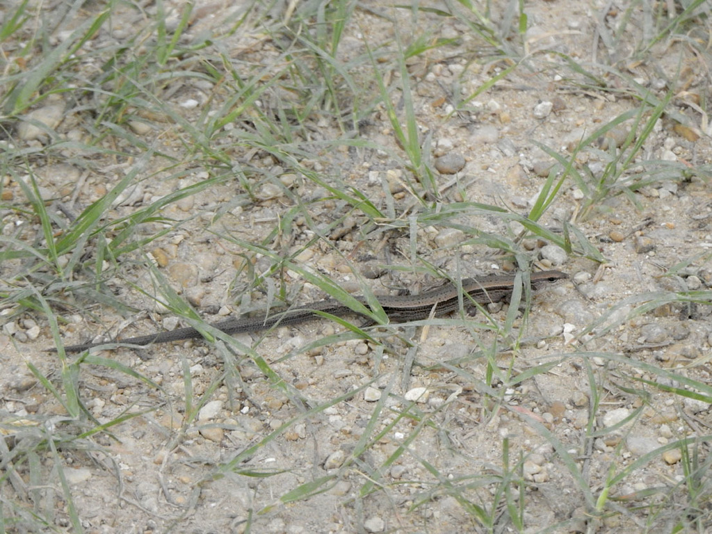 Little Brown Skink from Williamson County, TX, USA on March 26, 2020 at ...