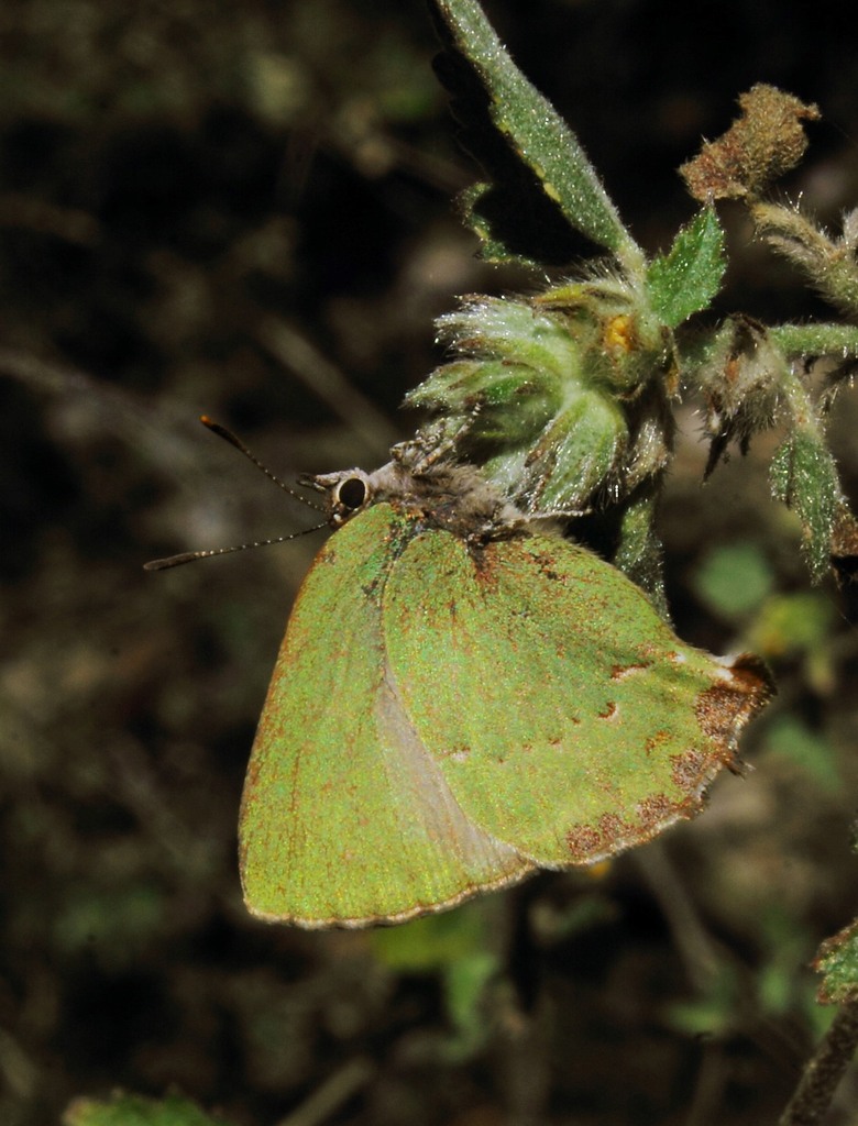 Cyanophrys longula (Insectos del Parque Chipinque) · iNaturalist