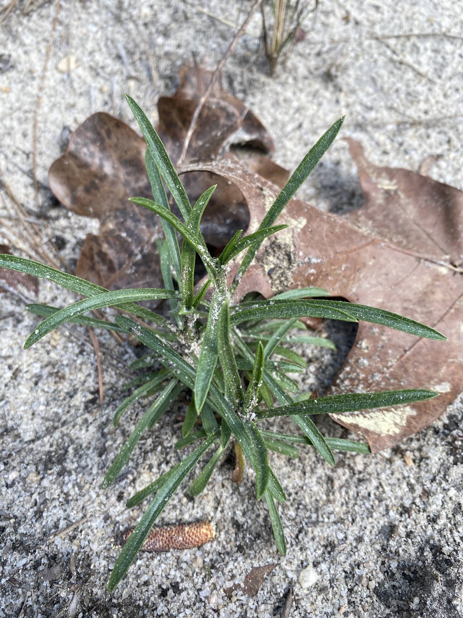 Pityopsis pinifolia (Elliott) Nutt.