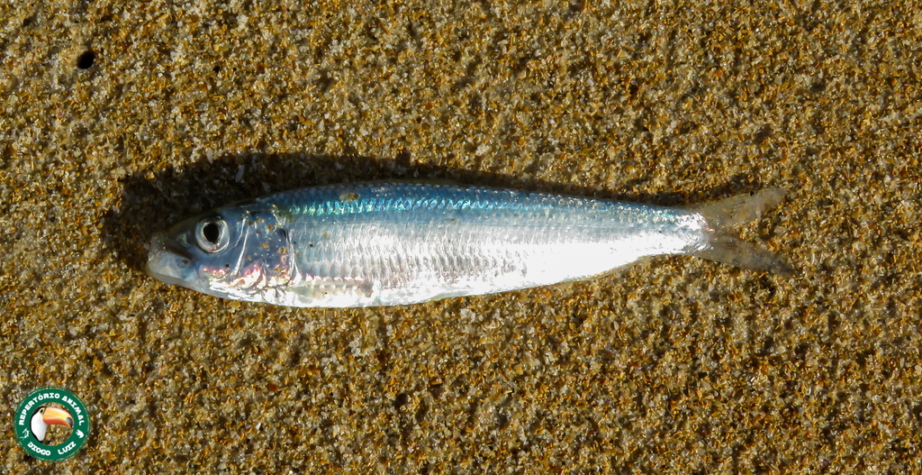 Round Sardinella (Sardinella aurita) - Marine Life Identification