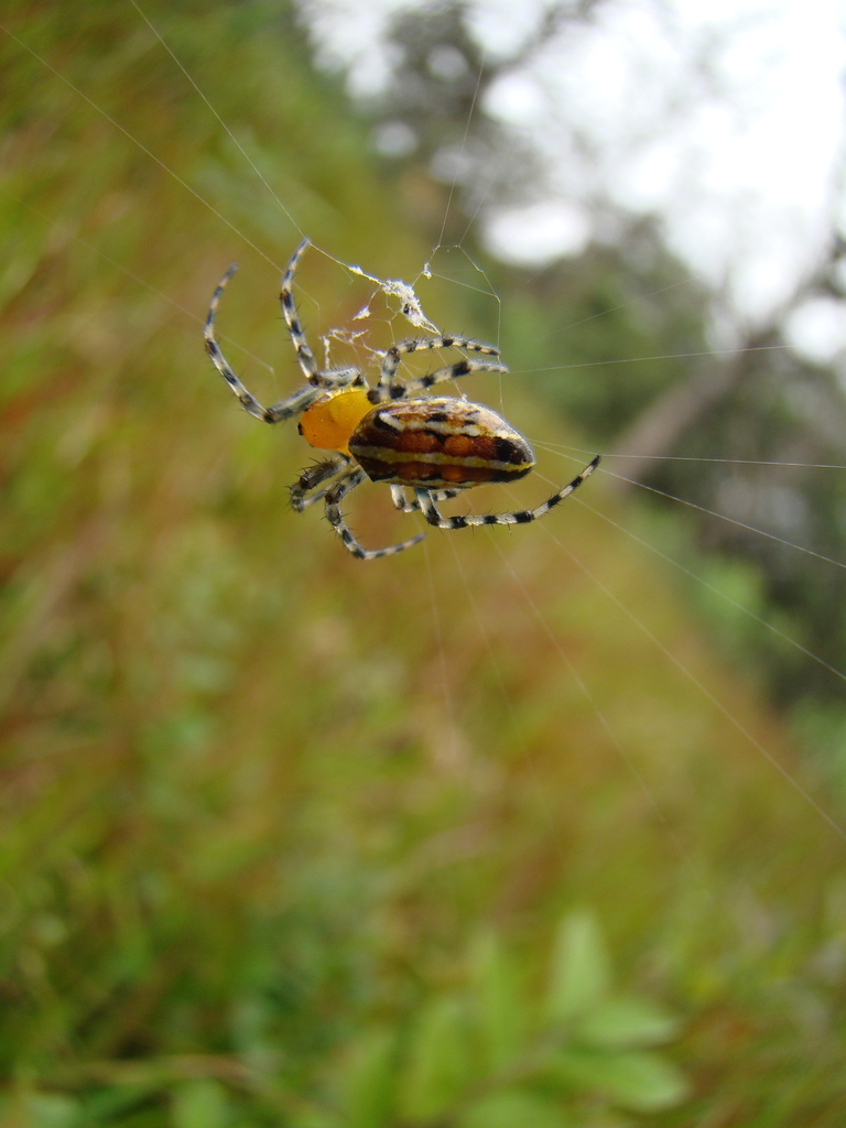 Alpaida grayi from Beira Rio, Salete - SC, 89196-000, Brasil on August ...