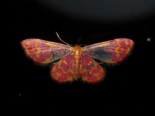 Tricentrogyna praecellens · iNaturalist