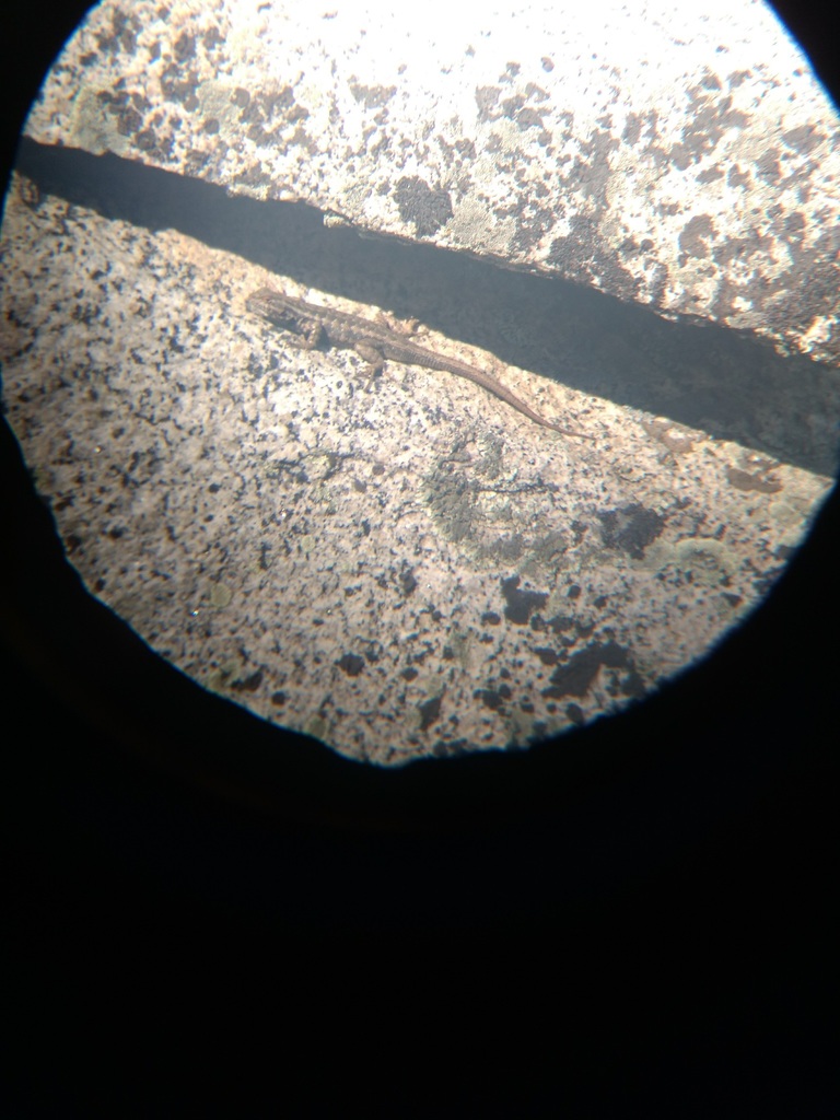 Southern Sagebrush Lizard from Sierra de San Pedro Mártir, Baja ...