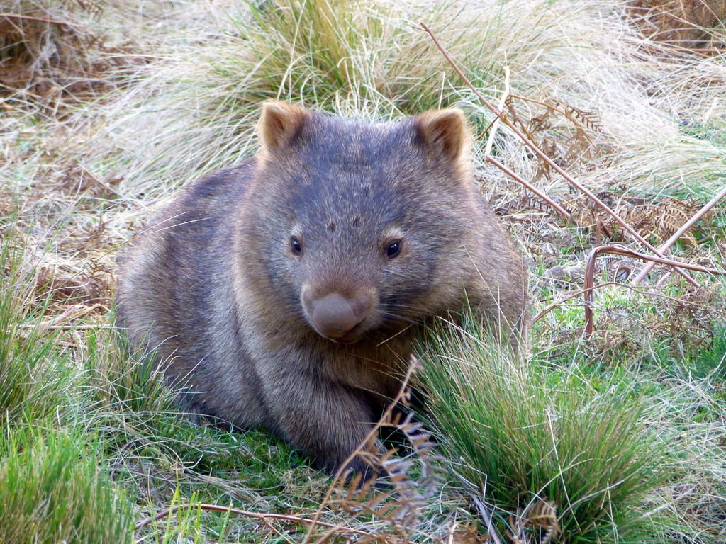 Wombats (Vombatidae) - Know Your Mammals