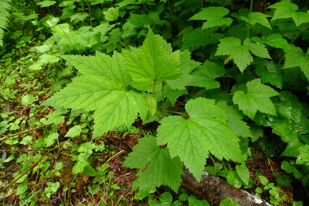 northern redcurrant from Whatcom County, WA, USA on June 2, 2012 at 11: ...
