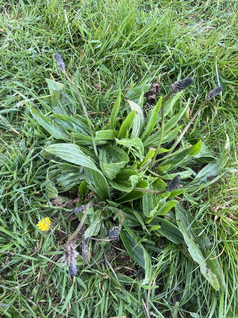 ribwort plantain from Crawfordsburn Country Park, Bangor, Northern ...