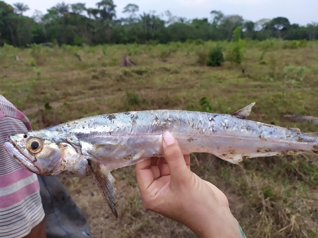 Biara from Charras, San José Del Guaviare, Guaviare, Colombia on March ...