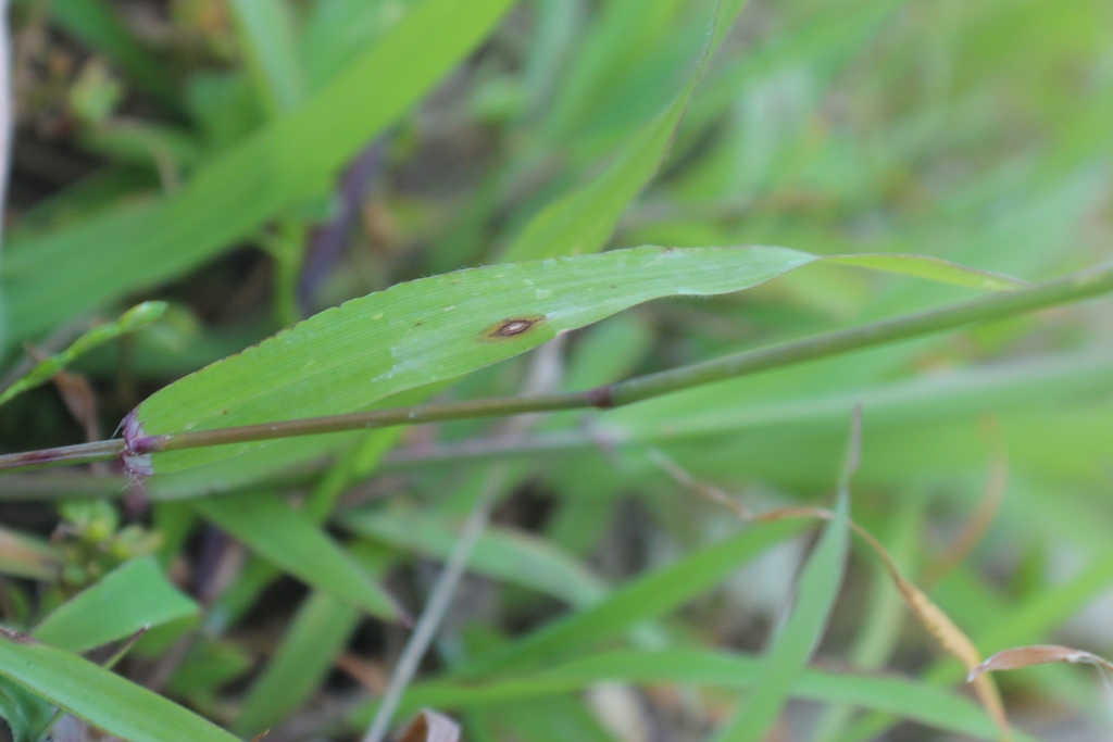 panic veldt grass (Plants of Samuel P. Taylor State Park) · iNaturalist