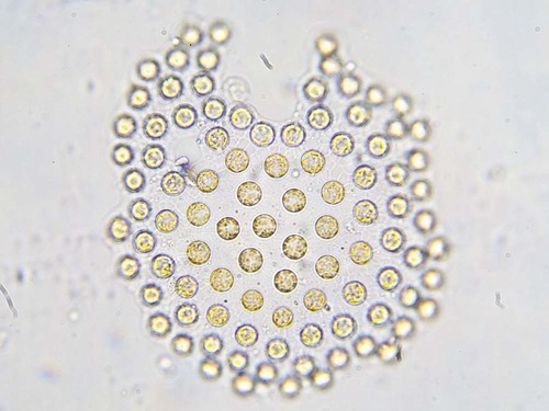 Family Phaeocystaceae · iNaturalist