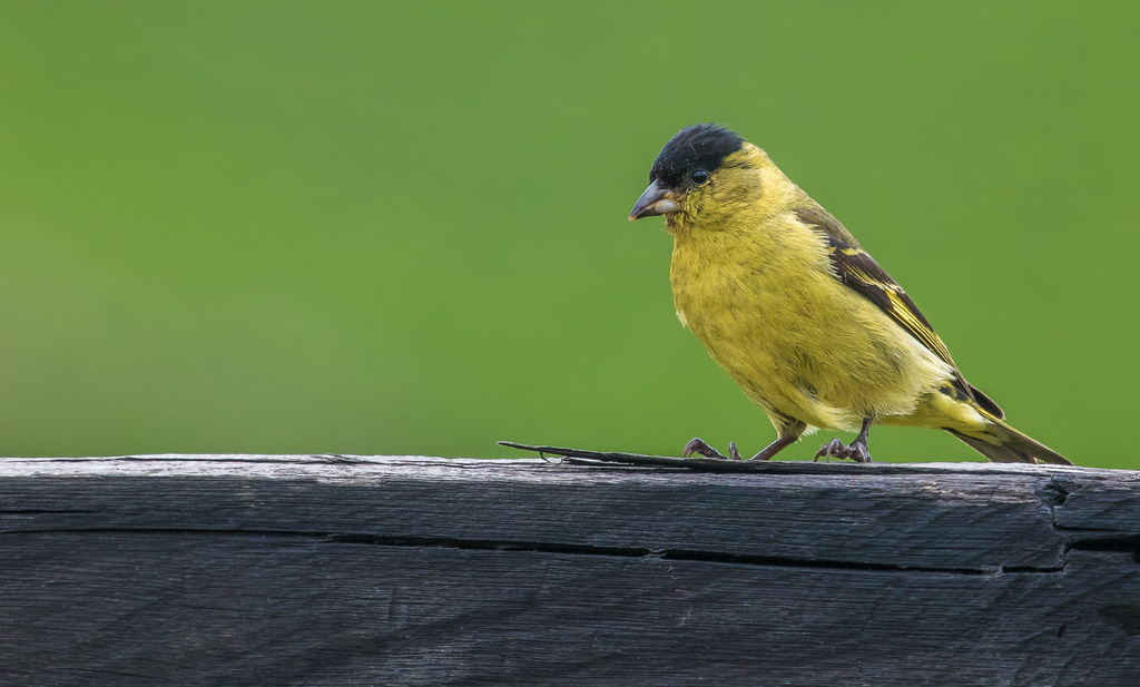 (Spinus spinescens spinescens) - Avian Discovery
