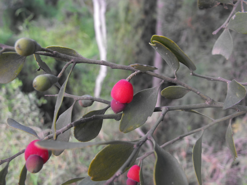 Broad Leaved Native Cherry from Ashwell QLD 4340, Australia on January ...