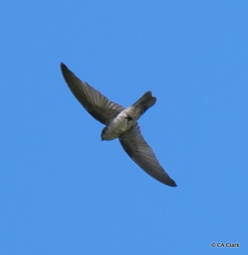 Palau Swiftlet from Koror, Palau on March 17, 2020 at 03:31 PM by sea ...