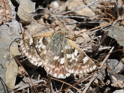 Muschampia staudingeri · iNaturalist United Kingdom