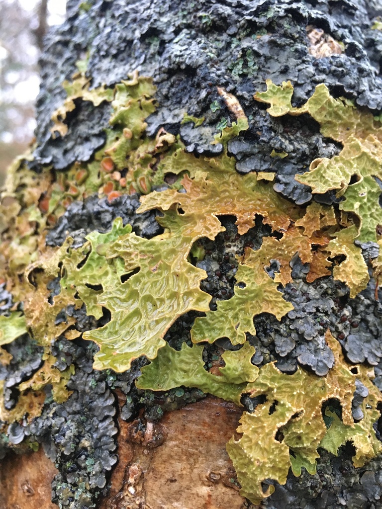 Tree Lungwort from Great Britain, Lairg, Scotland, GB on March 07, 2020 ...