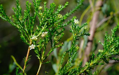 Diosma thyrsophora · iNaturalist Chile