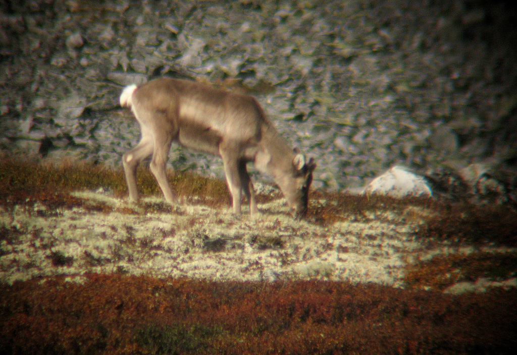 Mountain Reindeer (Rangifer tarandus tarandus) - Know Your Mammals