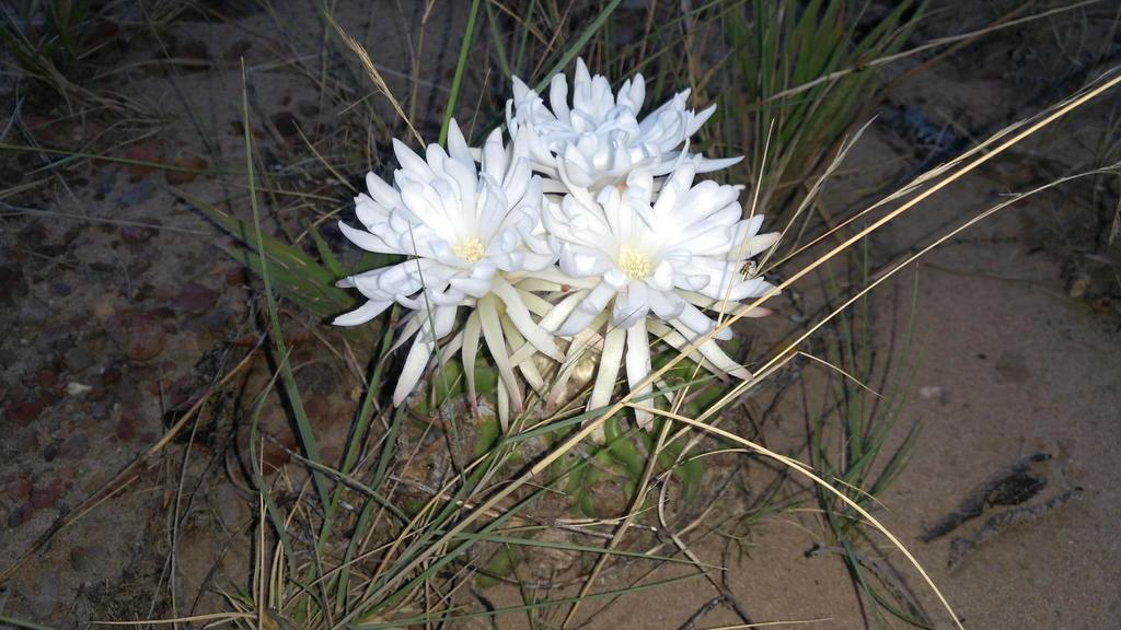 Discocactus catingicola in October 2018 by Leonardo Bergamini · iNaturalist