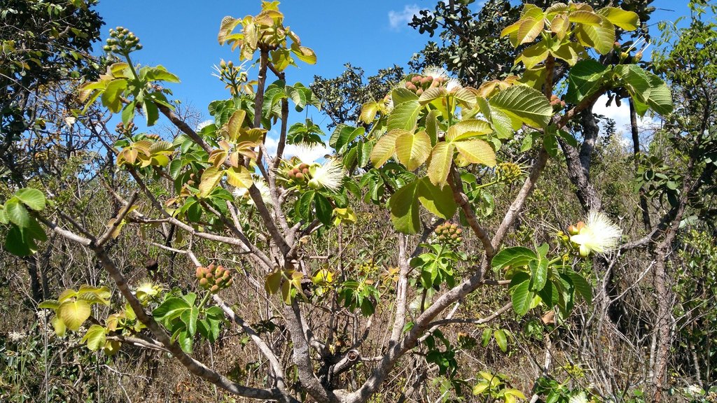 souari trees (Caryocar) - Botanical Realm
