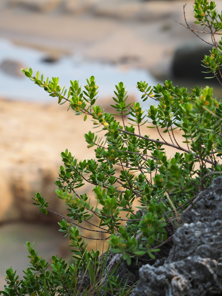 bantigue (Pemphis acidula) - Botanical Realm