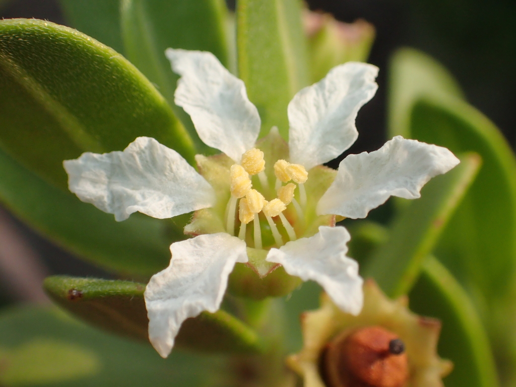 bantigue (Pemphis acidula) - Botanical Realm