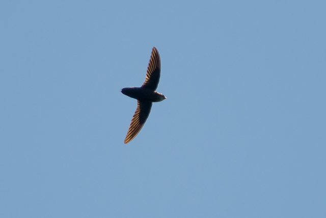Pale-rumped Swift (Birds of Peru - Aves del Perú) · iNaturalist
