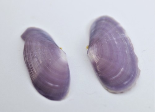 Hiatula rosea · NaturaLista Colombia