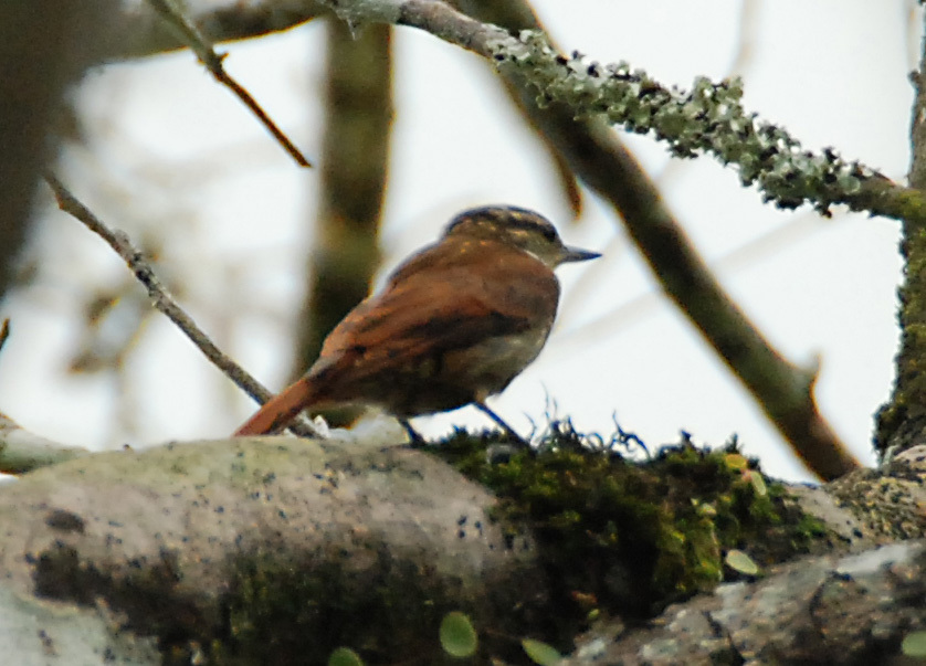 Slender-billed Xenops (The Birds of the Yasuni) · iNaturalist