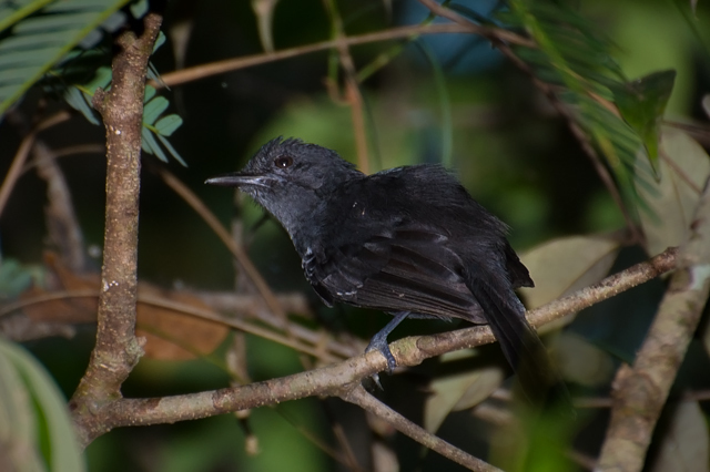 Blackish Antbird (Birds of Tambopata) · iNaturalist