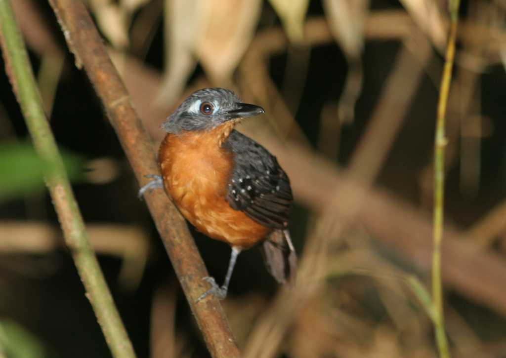 Plumbeous Antbird (The Birds of the Yasuni) · iNaturalist