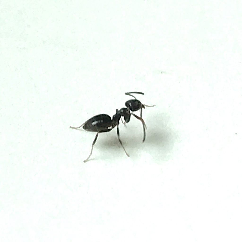 Odorous House Ant from Lincoln St, Woodstock, VT, US on March 28, 2020 ...