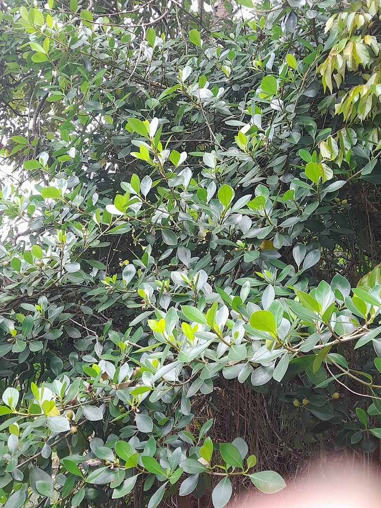 Dicots from 7JJR+9V9 Dunumadalawa Forest Reserve, Kandy, Sri Lanka on ...