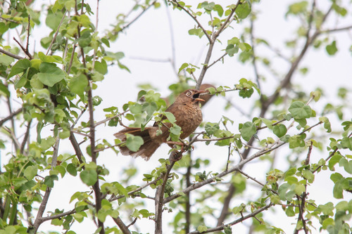 Scaly Chatterer (Argya aylmeri) · iNaturalist