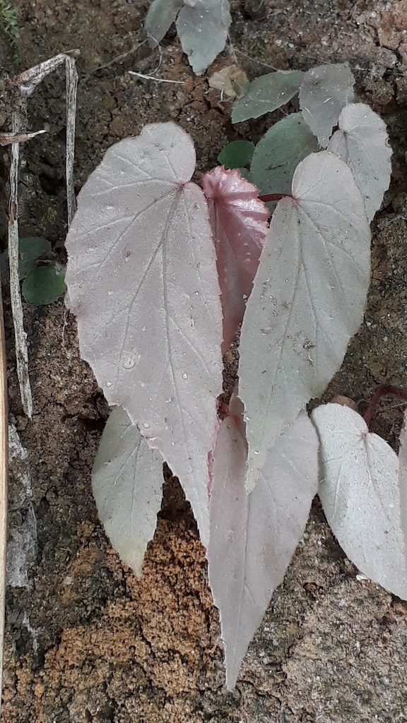 Begonias from Rosemala, Kerala 691309, India on February 26, 2020 at 01 ...