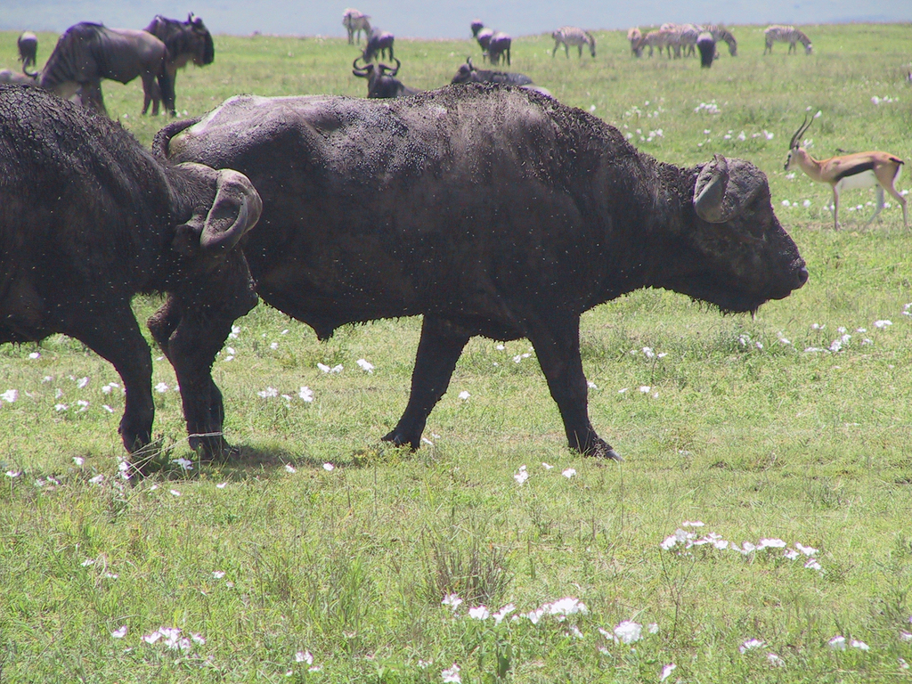 Cape Buffalo in January 2003 by William Stephens · iNaturalist