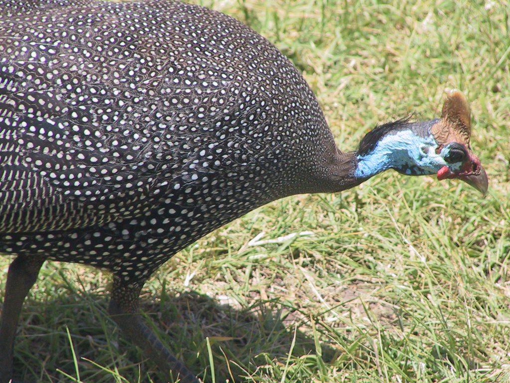 Helmeted Guineafowl from Ngorongoro, Tanzania on January 24, 2003 at 10 ...