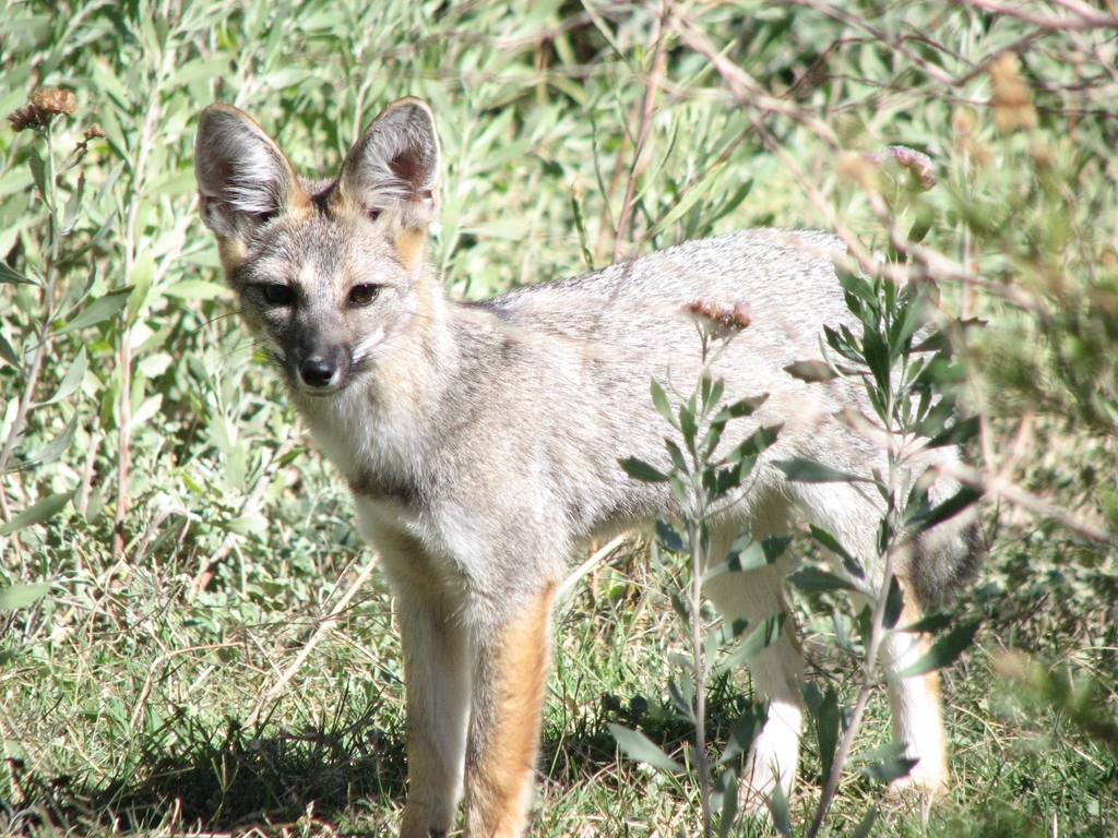 Chilla from Iglesia Department, San Juan Province, Argentina on March ...