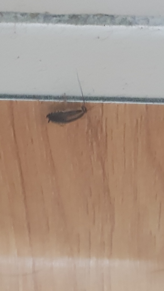 German Cockroach from Seodaemun, Seoul, South Korea on September 7 ...