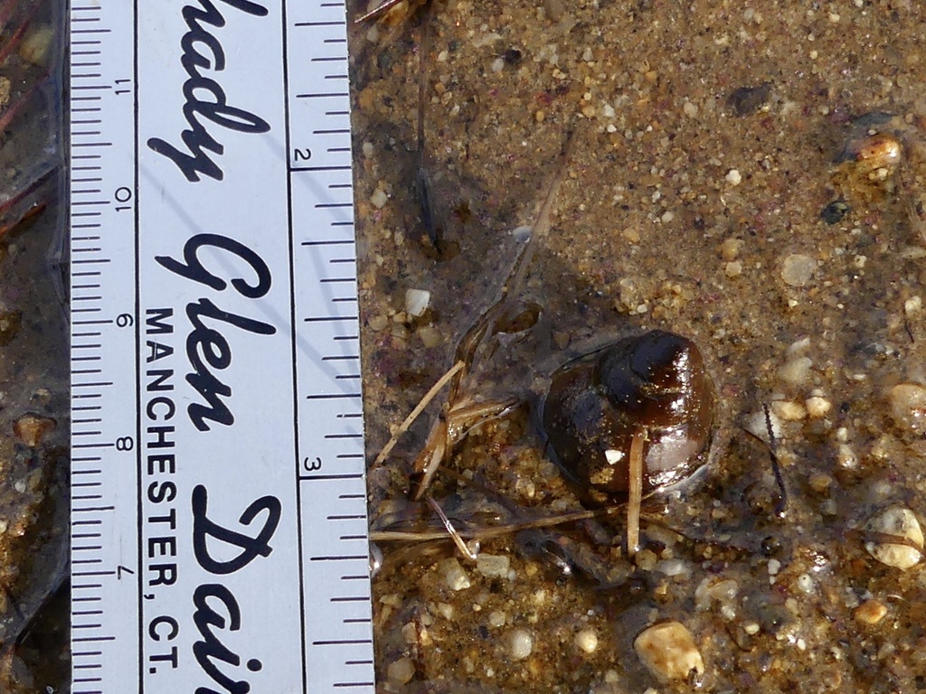 Pointed Campeloma from Mansfield Hollow Lake, Mansfield Center, CT, US ...