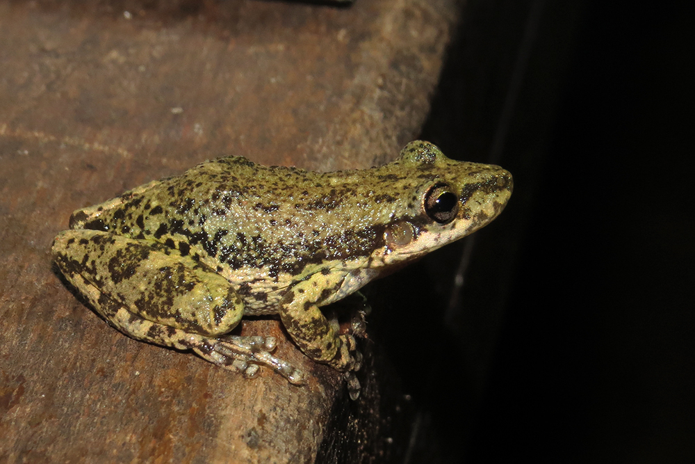 Ranita Hocicuda (Herpetofauna de isla La Fuente) · iNaturalist