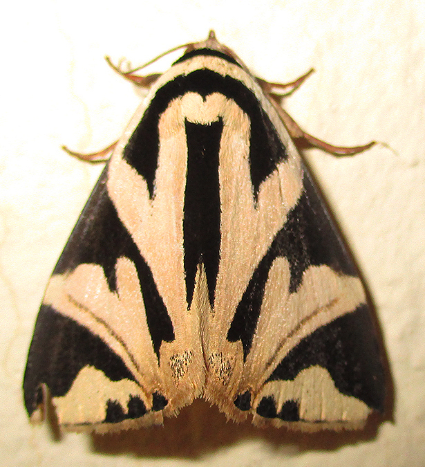 Attatha attathoides from Serowe Botswana on January 02, 2020 by ...