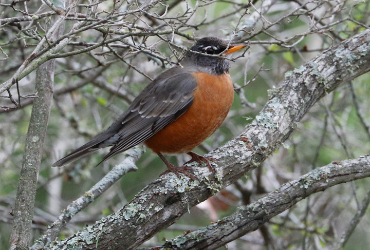 American Robin from Kinney County, TX, USA on March 8, 2020 at 09:32 AM ...