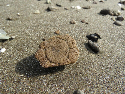 Superfamily Glyptodontoidea · iNaturalist