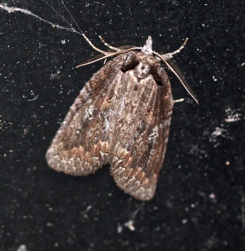 Gallaba duplicata · NaturaLista Colombia