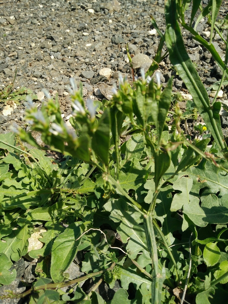 winged sea-lavender (Limonium lobatum) - Botanical Realm