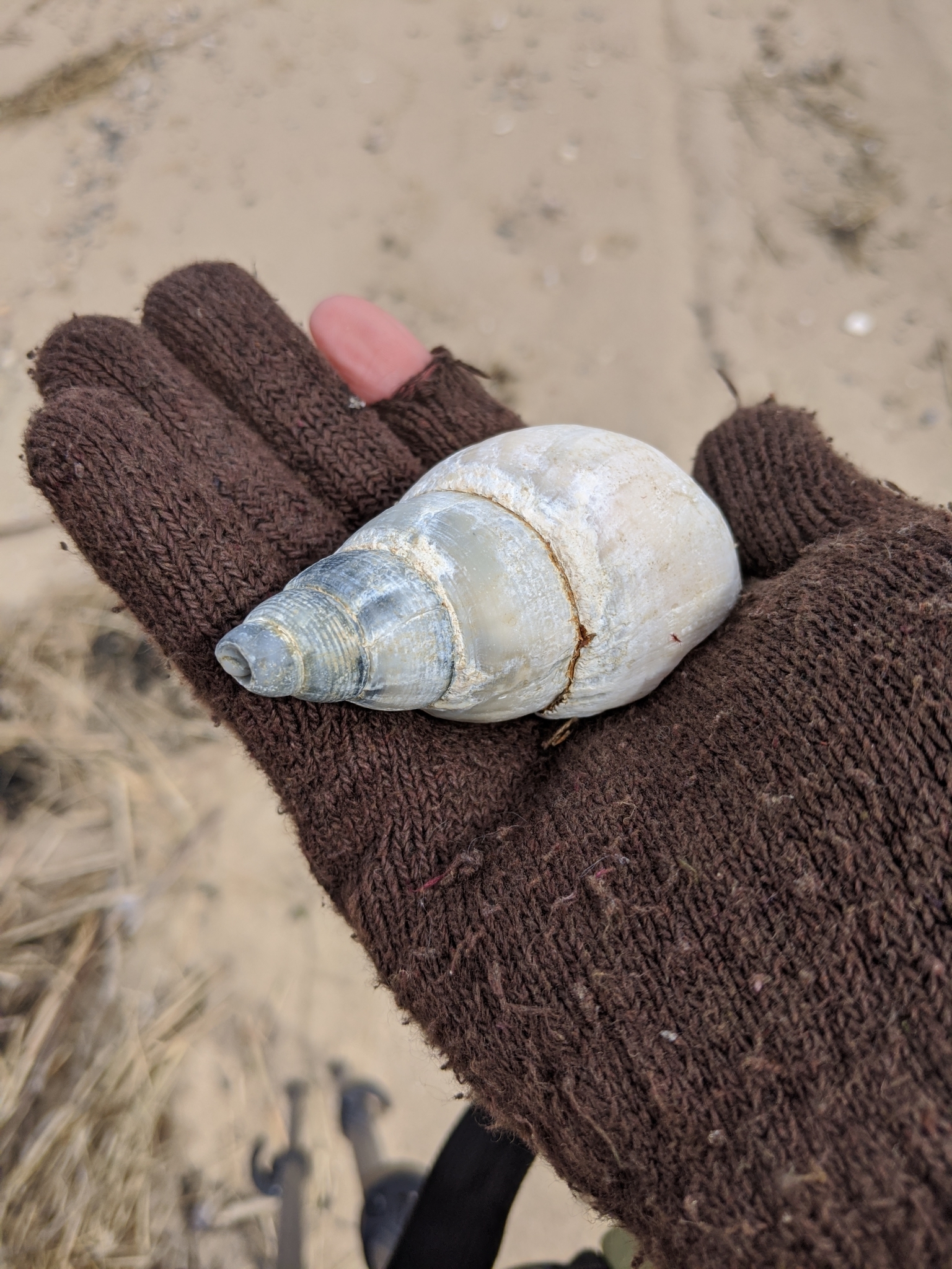 Colus stimpsoni (Mörch, 1868)