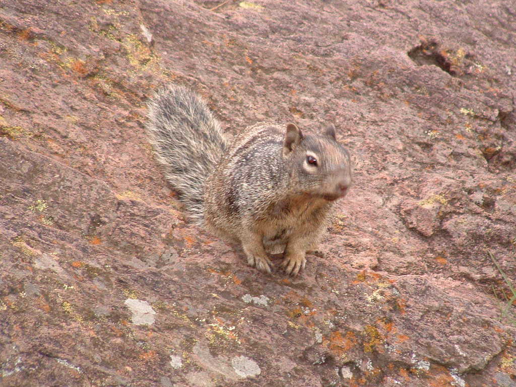 Rock Squirrel from Brewster County, TX, USA on July 18, 2005 at 12:44 ...
