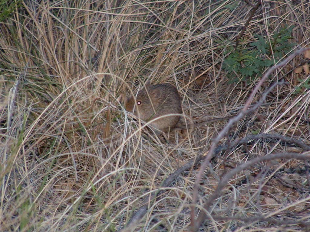Hispid Cotton Rat from Brewster County, TX, USA on July 18, 2005 at 06: ...