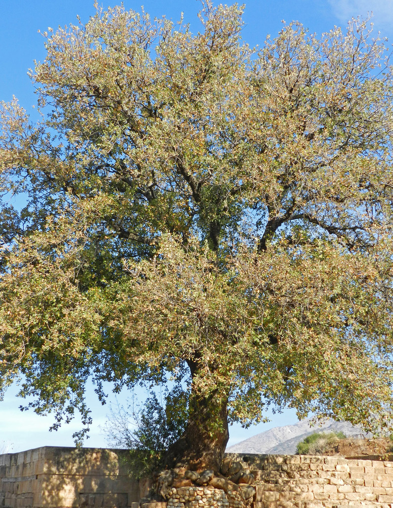 Mount Tabor oak (Quercus ithaburensis) - Botanical Realm