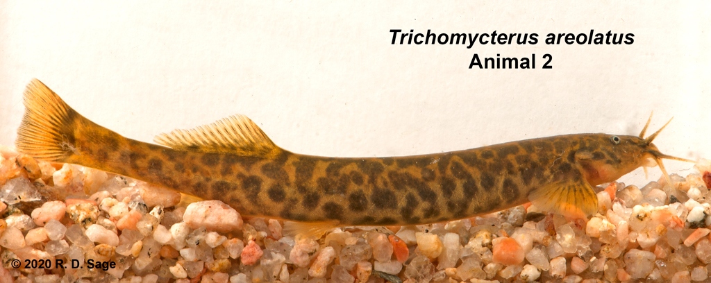 Trichomycteridae