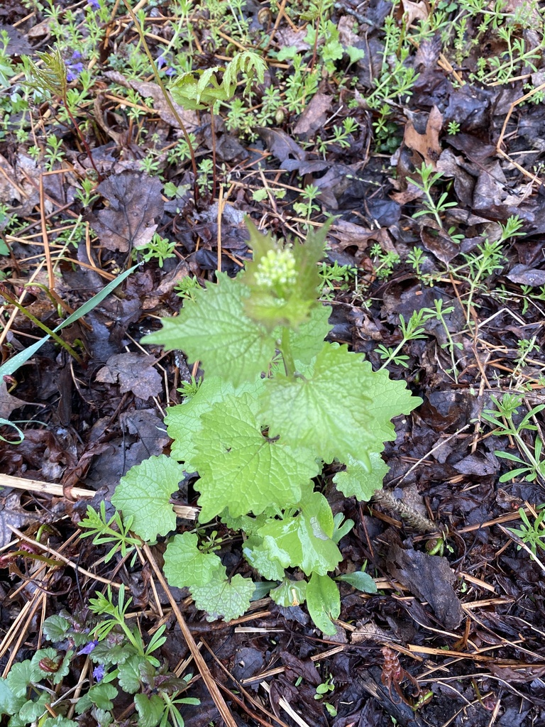 garlic mustard from Fannie Stebbins Memorial Wildlife Refuge, Fannie ...